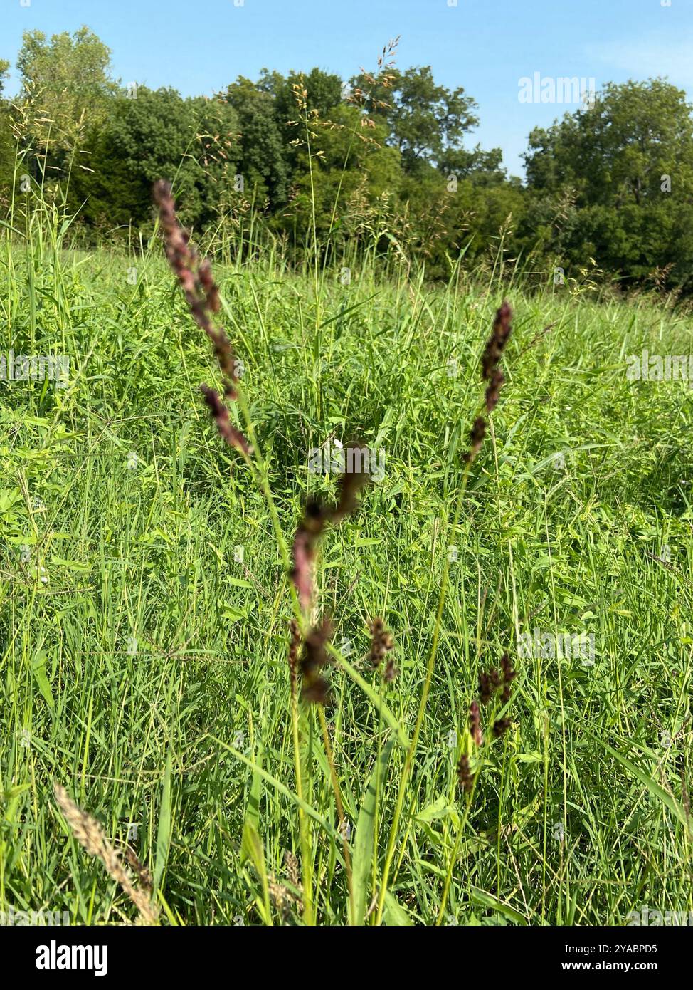 bristlegrasses, bluestems, paspalums, and allies (Panicoideae) Plantae ...