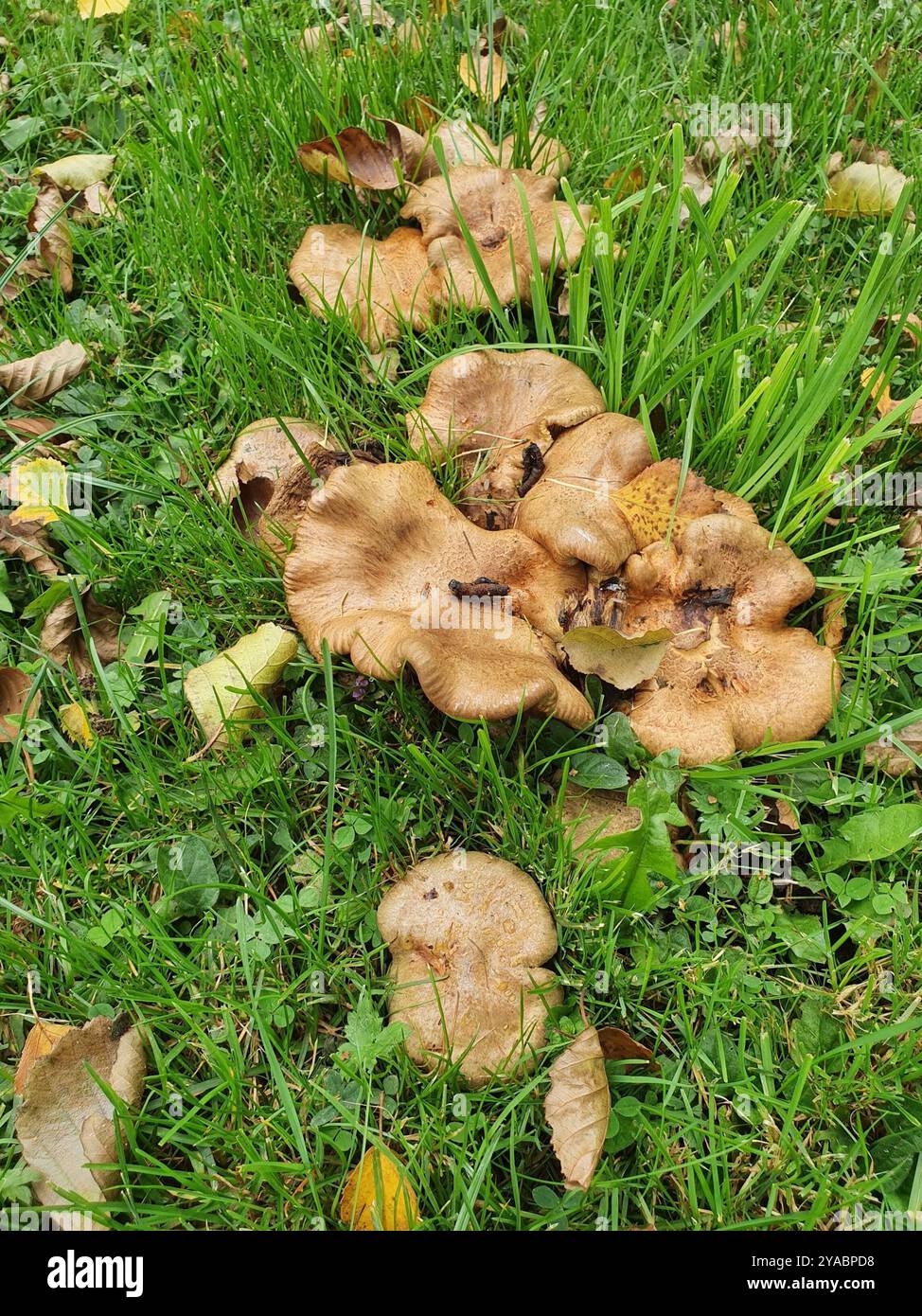 Brown Roll-Rim (Paxillus involutus) Fungi Stock Photo - Alamy