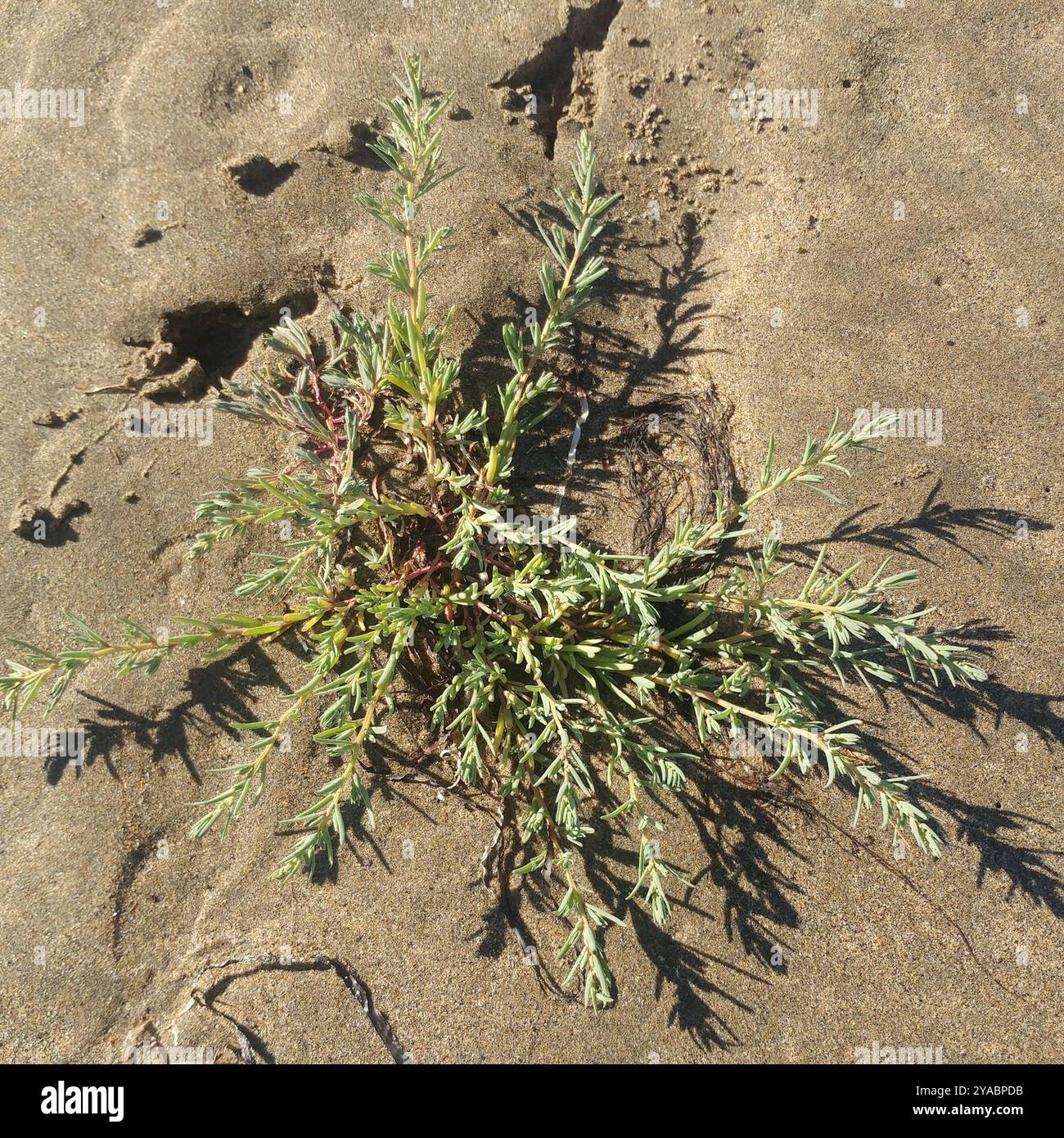 Herbaceous Seepweed (Suaeda maritima) Plantae Stock Photo - Alamy