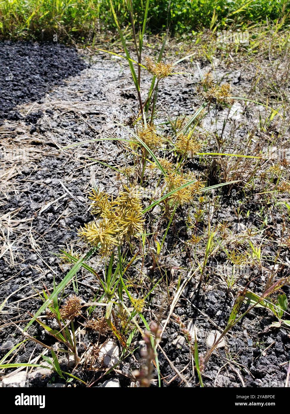 Fragrant flatsedge (Cyperus odoratus) Plantae Stock Photo - Alamy