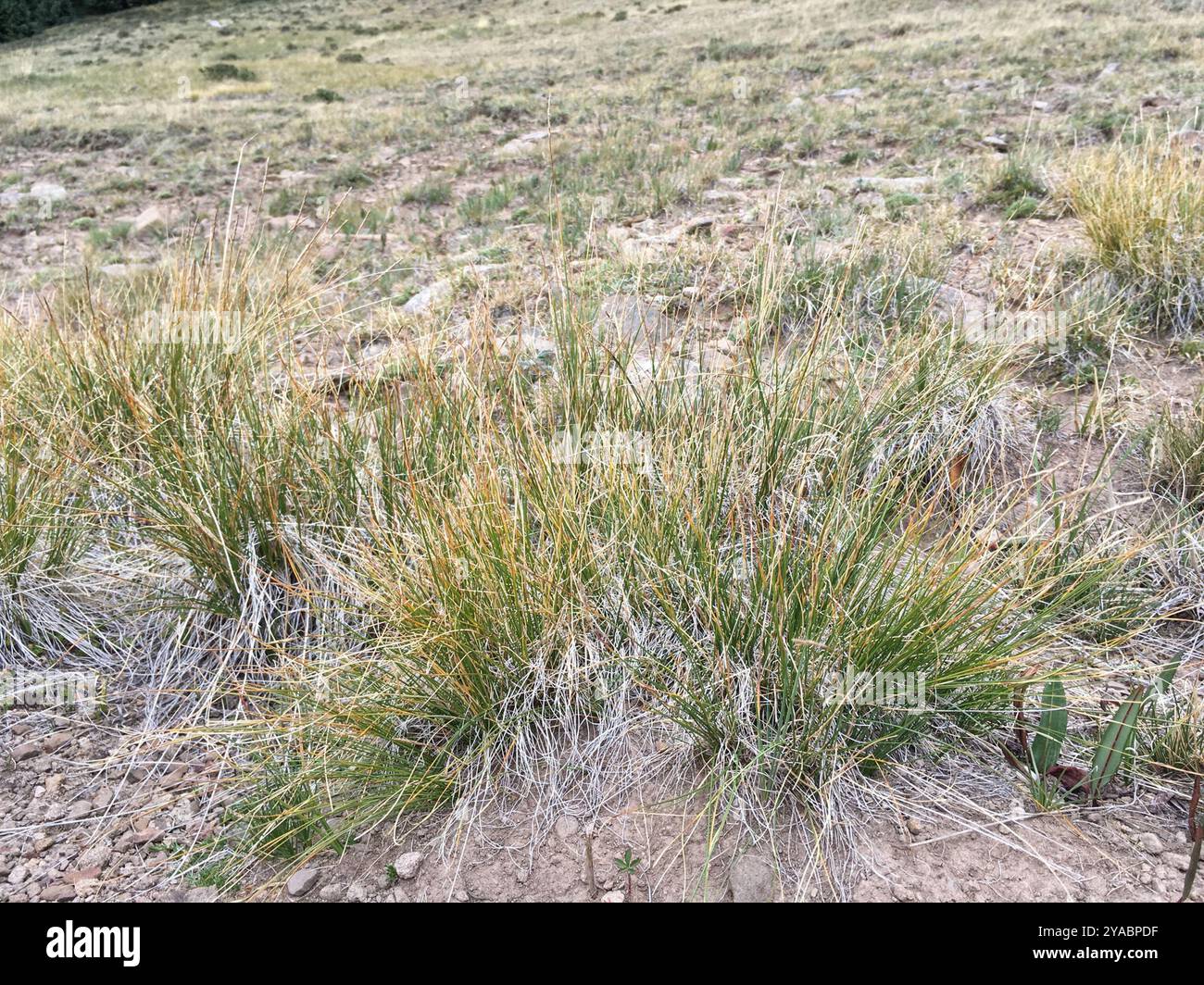 Blackroot Sedge (Carex elynoides) Plantae Stock Photo - Alamy