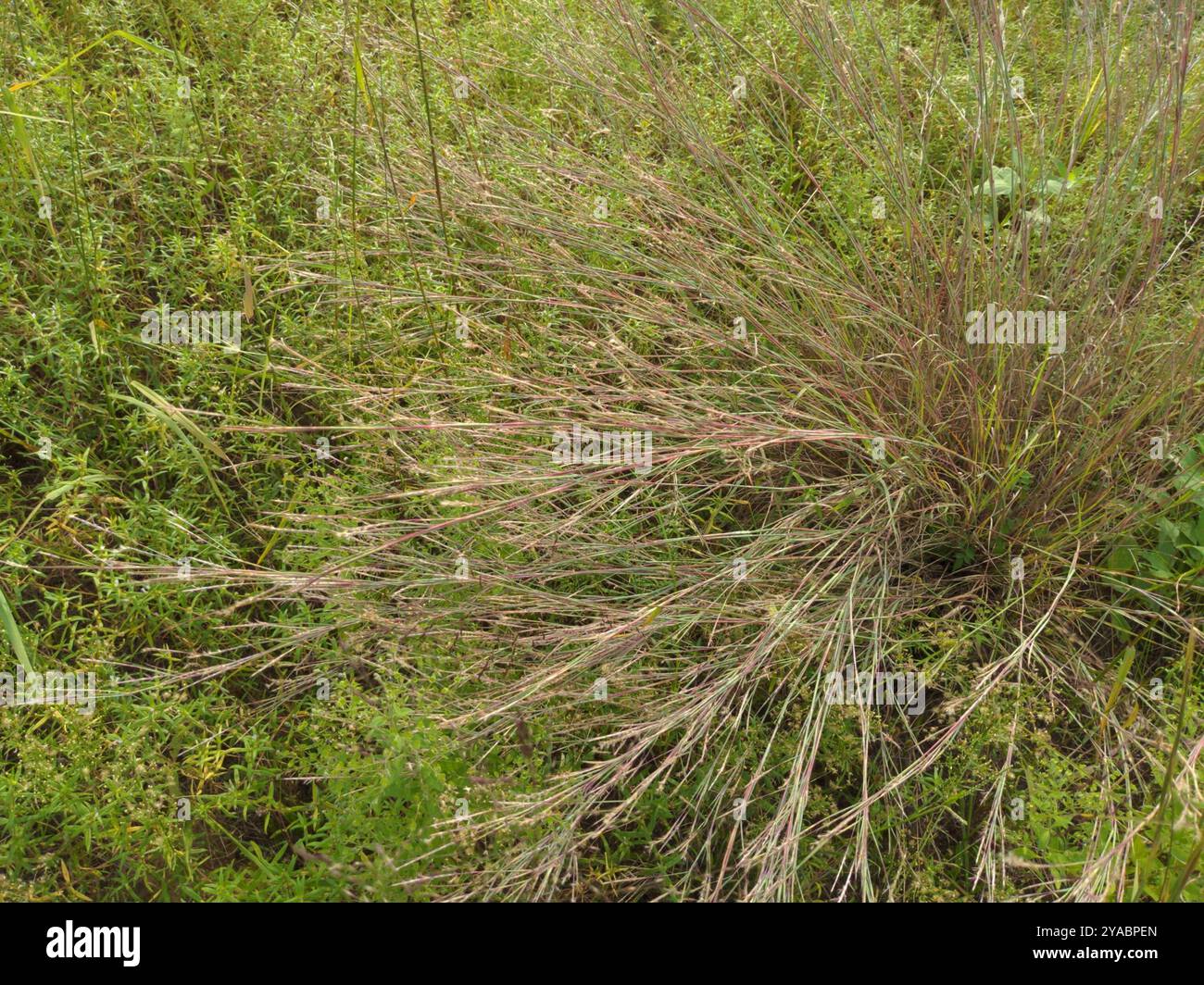 Purple Lovegrass (Eragrostis spectabilis) Plantae Stock Photo - Alamy