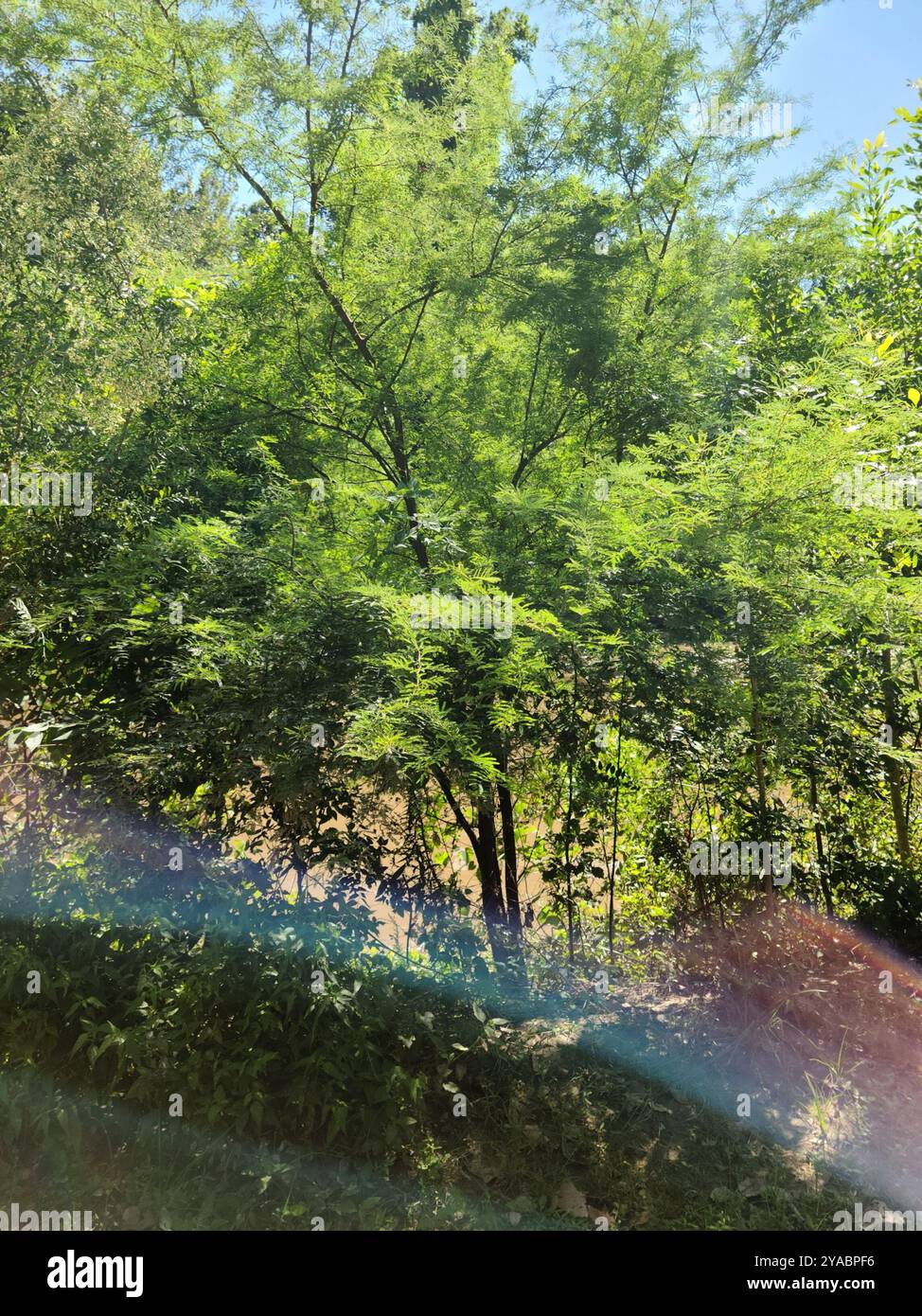 Acacias, Mimosas, mesquites, and allies (Mimosoideae) Plantae Stock ...