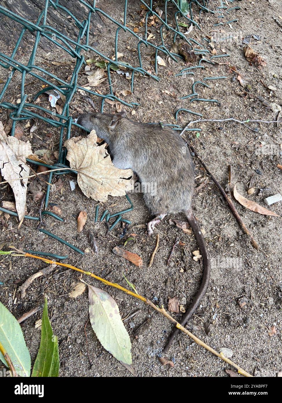 Brown Rat (Rattus norvegicus) Mammalia Stock Photo - Alamy