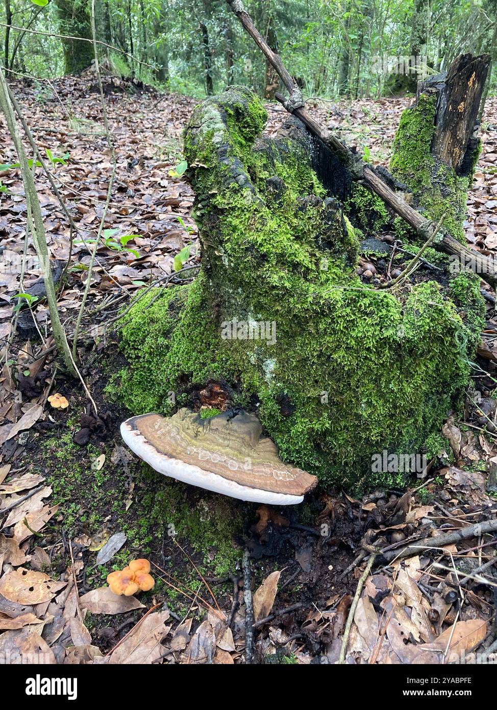 artist's bracket (Ganoderma applanatum) Fungi Stock Photo - Alamy