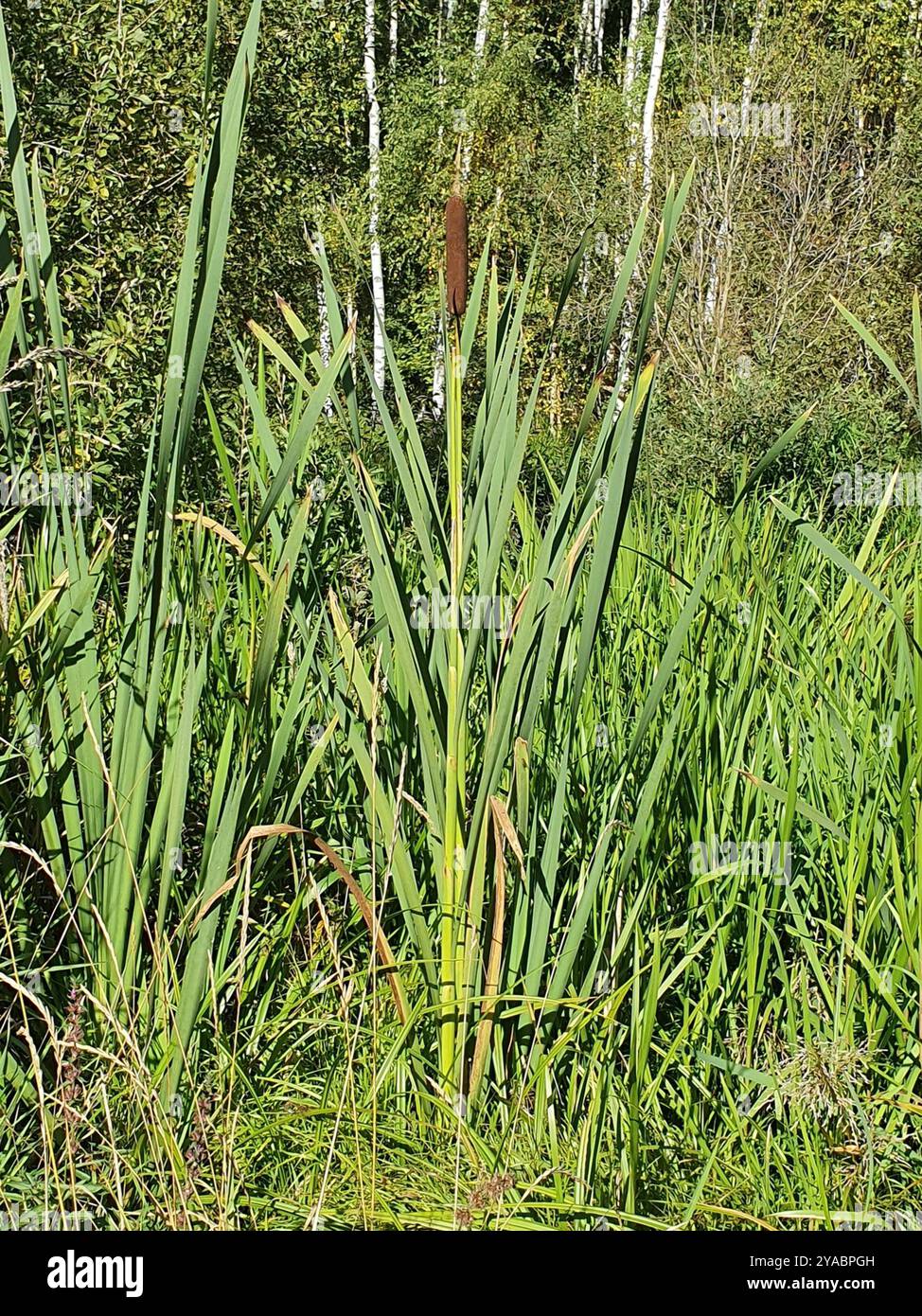 broadleaf cattail (Typha latifolia) Plantae Stock Photo - Alamy