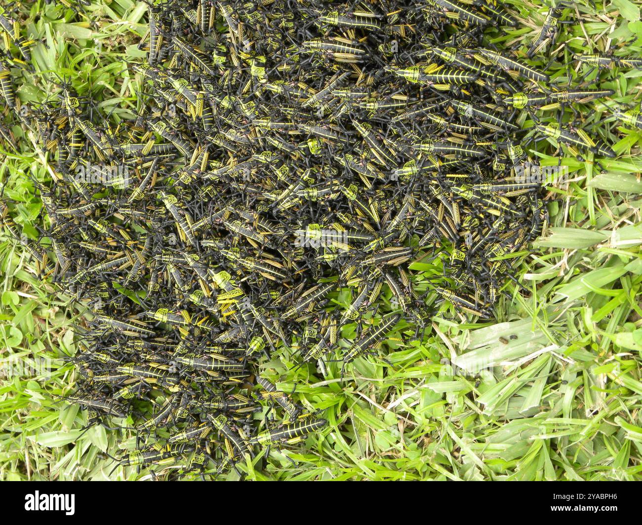 Common Leprous Milkweed Locust (Phymateus leprosus leprosus) Insecta ...