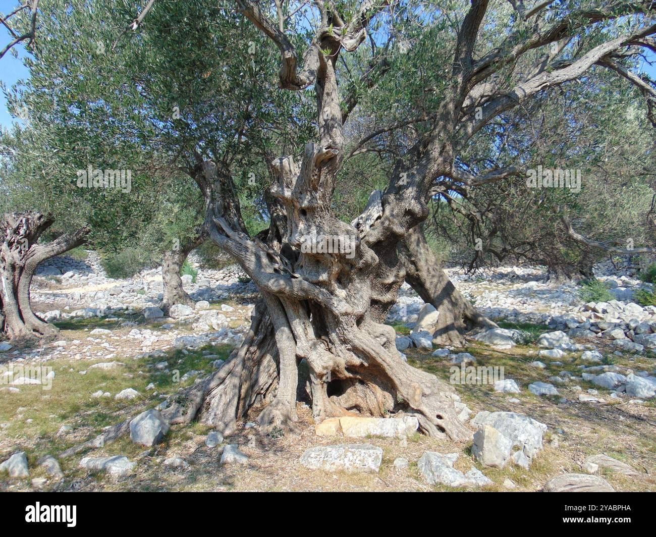 Olive tree (Olea europaea europaea) Plantae Stock Photo - Alamy