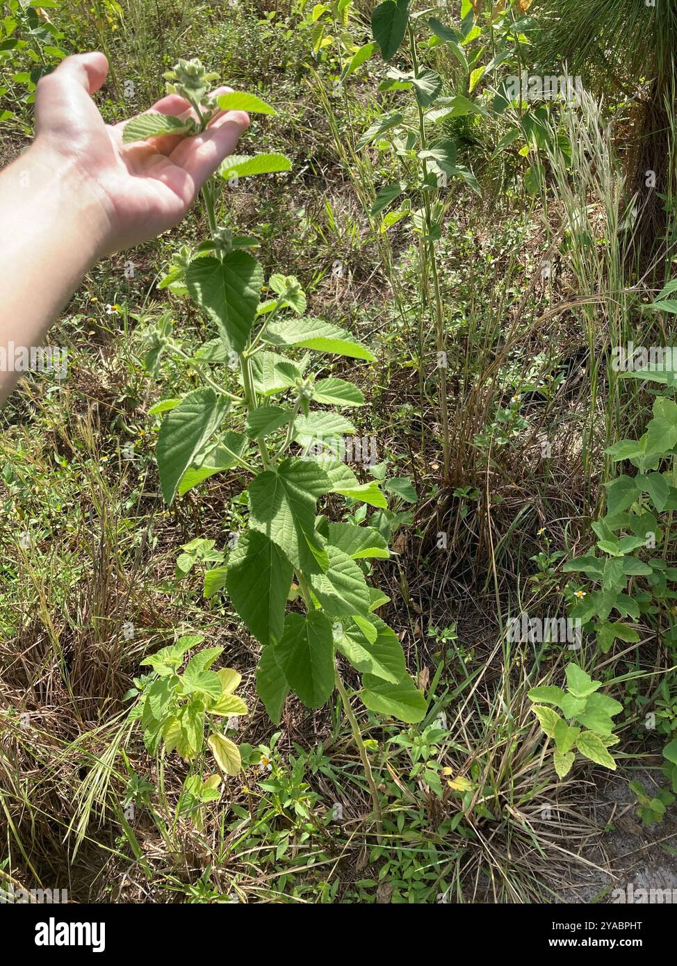 flannel weed (Sida cordifolia) Plantae Stock Photo - Alamy