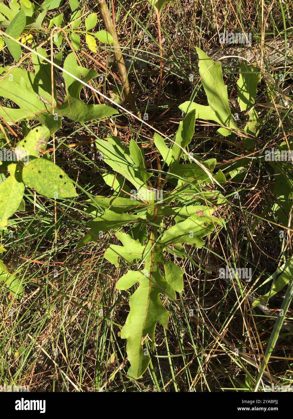 Kidney-leaf Rosinweed (Silphium compositum) Plantae Stock Photo - Alamy