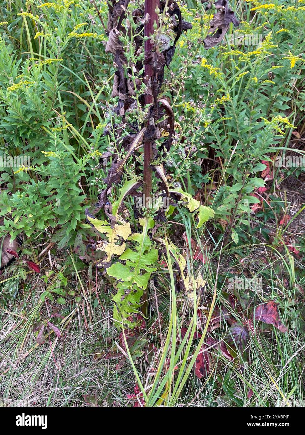 tall blue lettuce (Lactuca biennis) Plantae Stock Photo - Alamy