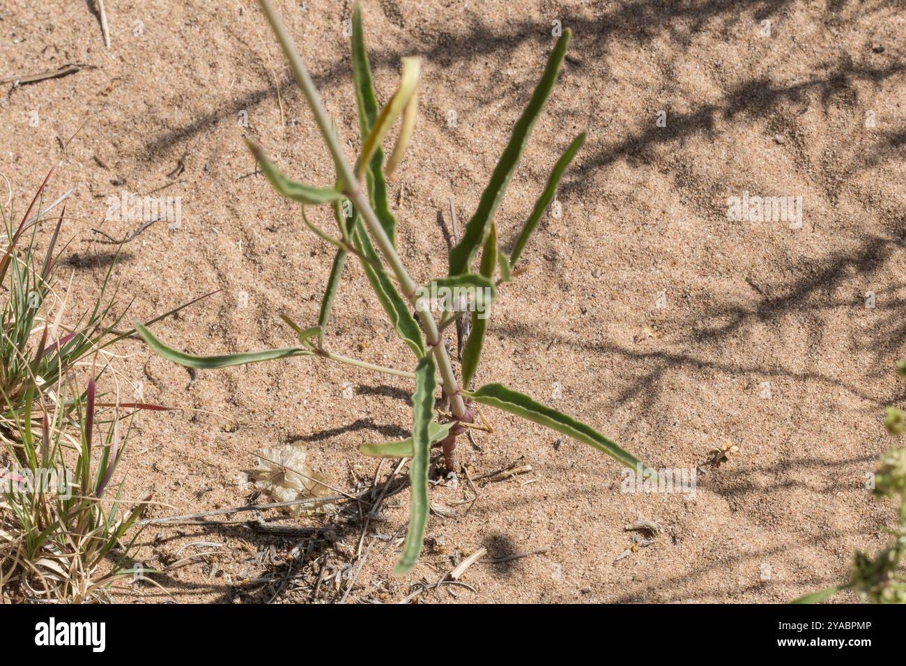 Narrowleaf Four o'Clock (Mirabilis linearis) Plantae Stock Photo - Alamy