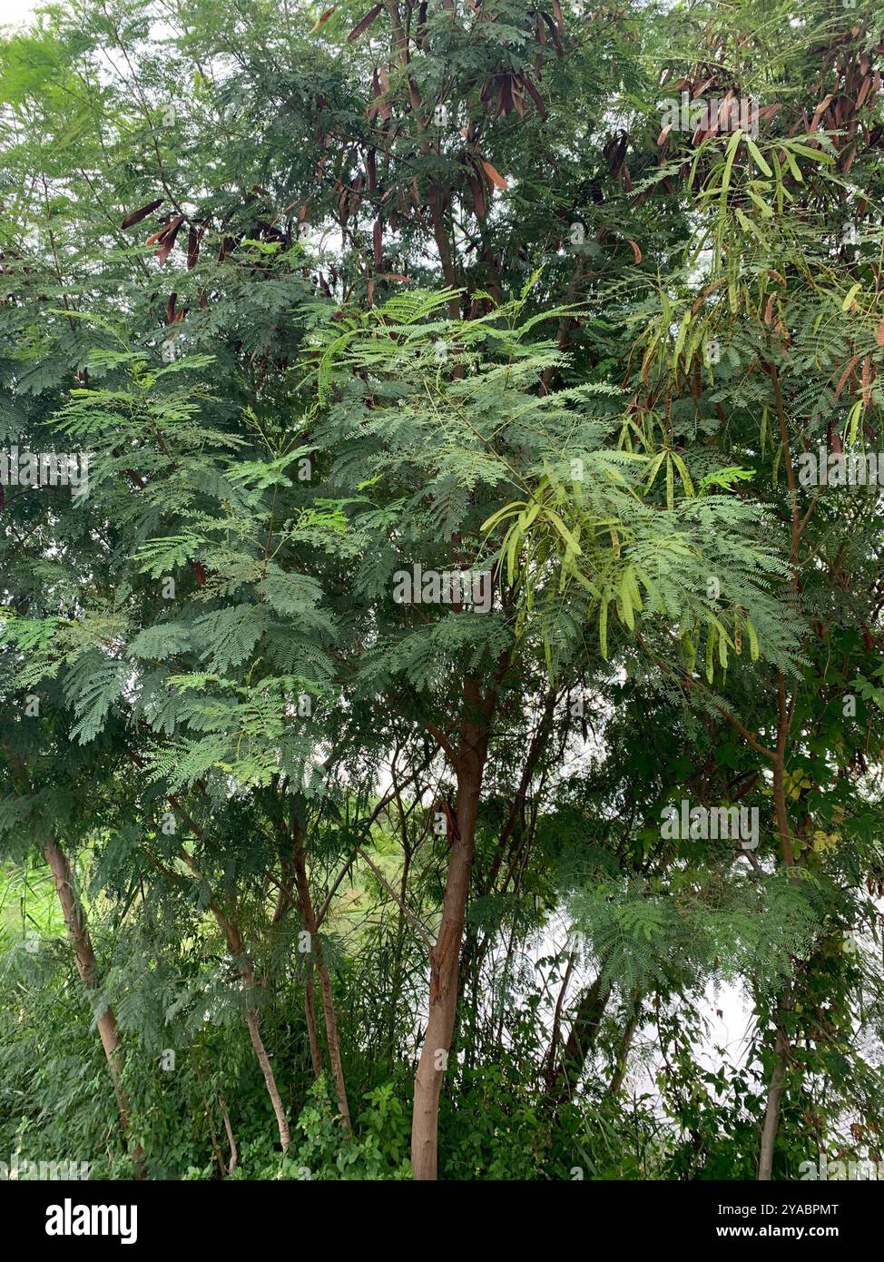 White leadtree (Leucaena leucocephala) Plantae Stock Photo - Alamy