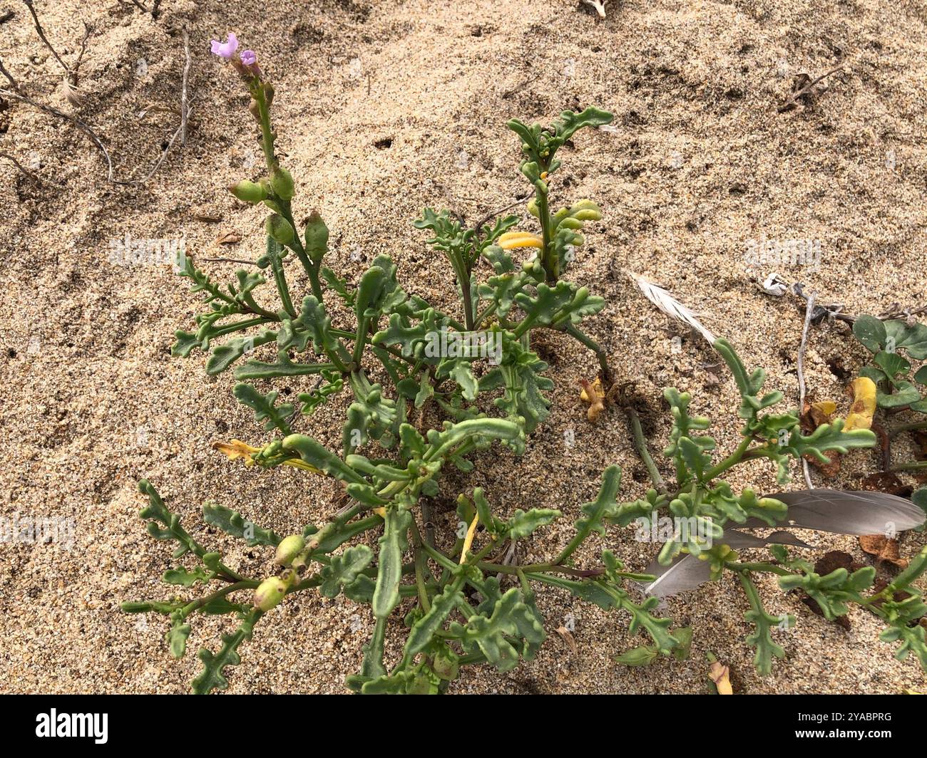 European Searocket (Cakile maritima) Plantae Stock Photo - Alamy