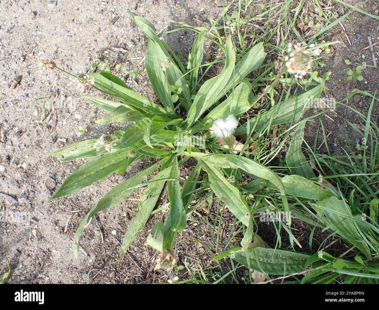 ribwort plantain (Plantago lanceolata) Plantae Stock Photo - Alamy