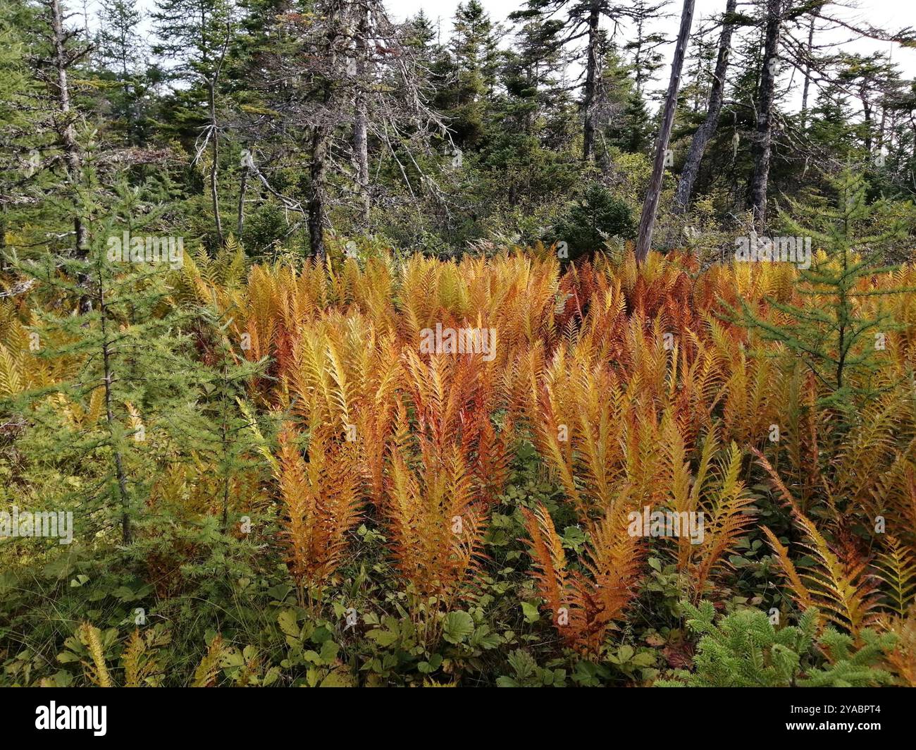 cinnamon fern (Osmundastrum cinnamomeum) Plantae Stock Photo - Alamy