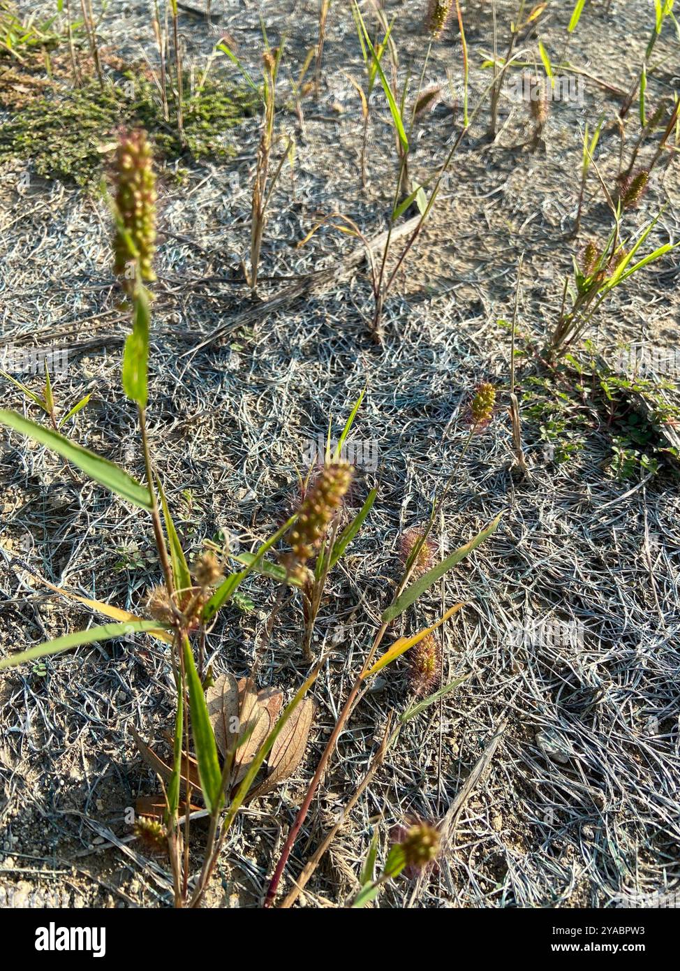 bristlegrasses, rosette grasses, barnyard grasses, and allies (Paniceae ...