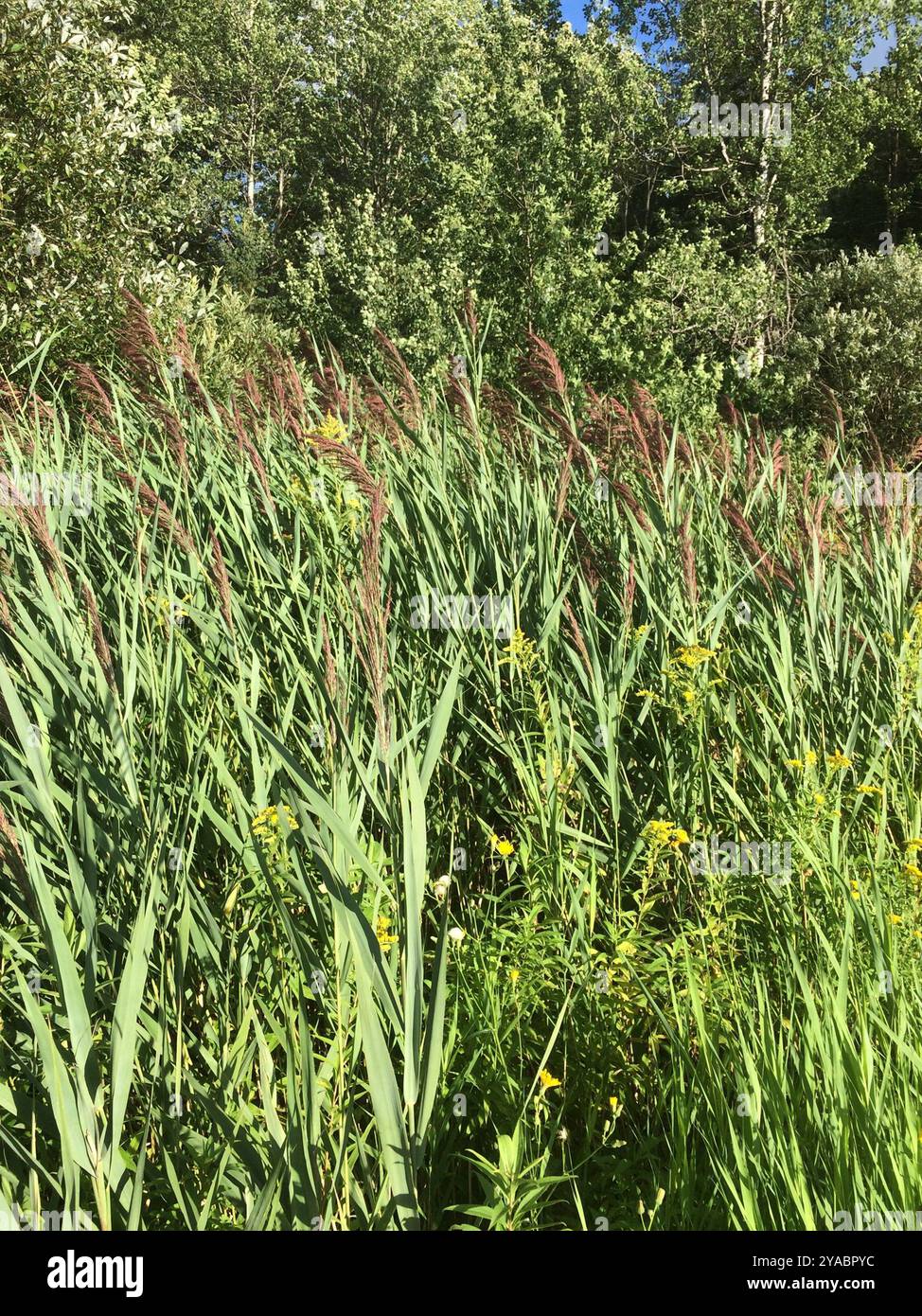 European reed (Phragmites australis australis) Plantae Stock Photo - Alamy