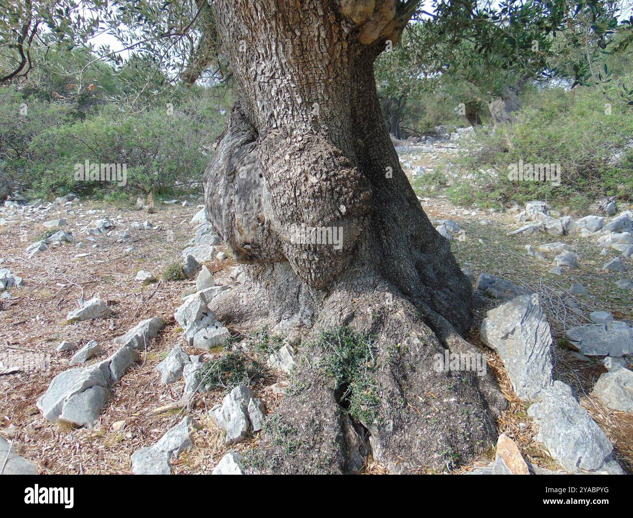 Olive tree (Olea europaea europaea) Plantae Stock Photo - Alamy