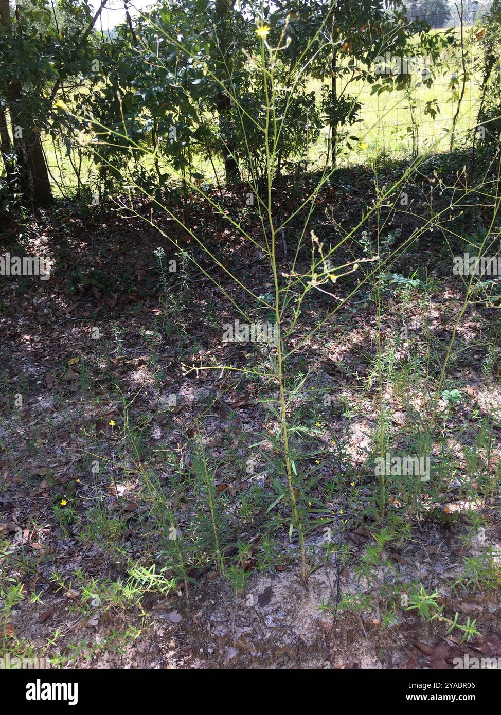 Slender Scratch Daisy (Croptilon divaricatum) Plantae Stock Photo - Alamy