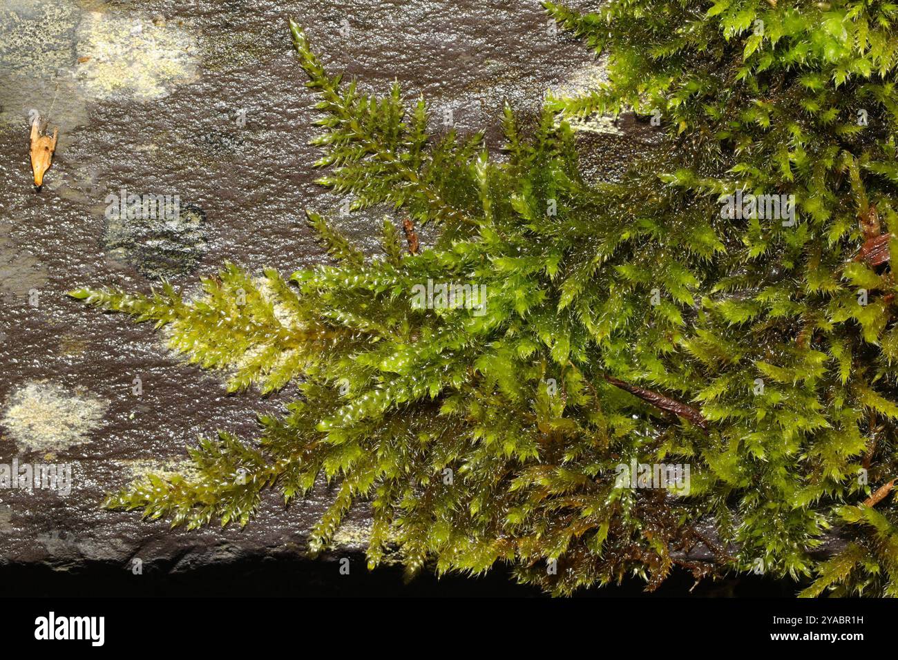 Silky Wall Feather-moss (Homalothecium sericeum) Plantae Stock Photo ...