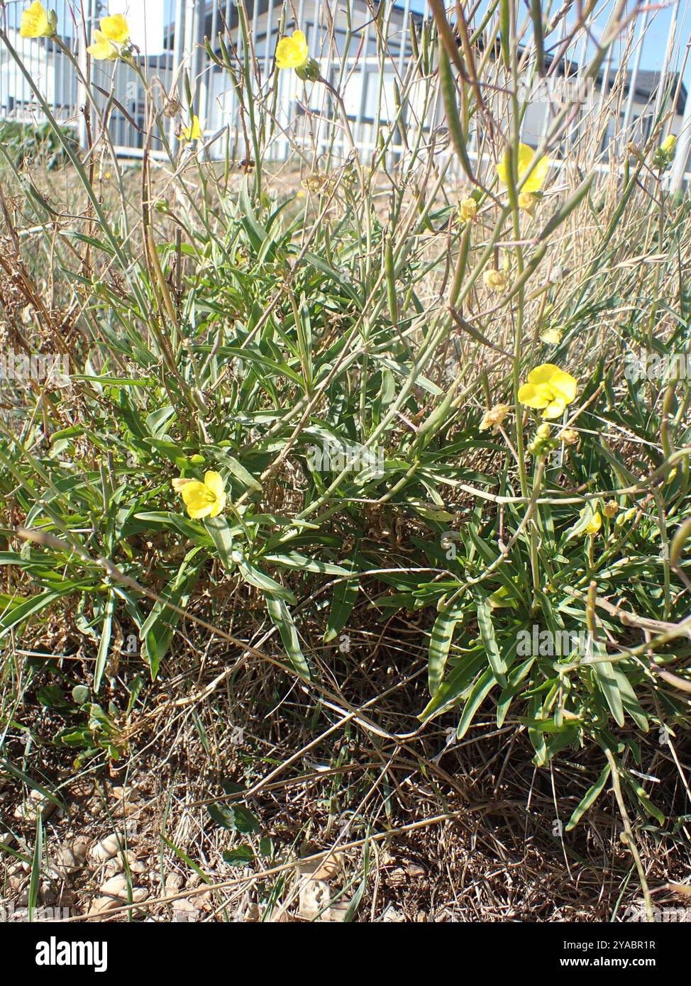 Perennial Wall-rocket (Diplotaxis tenuifolia) Plantae Stock Photo - Alamy