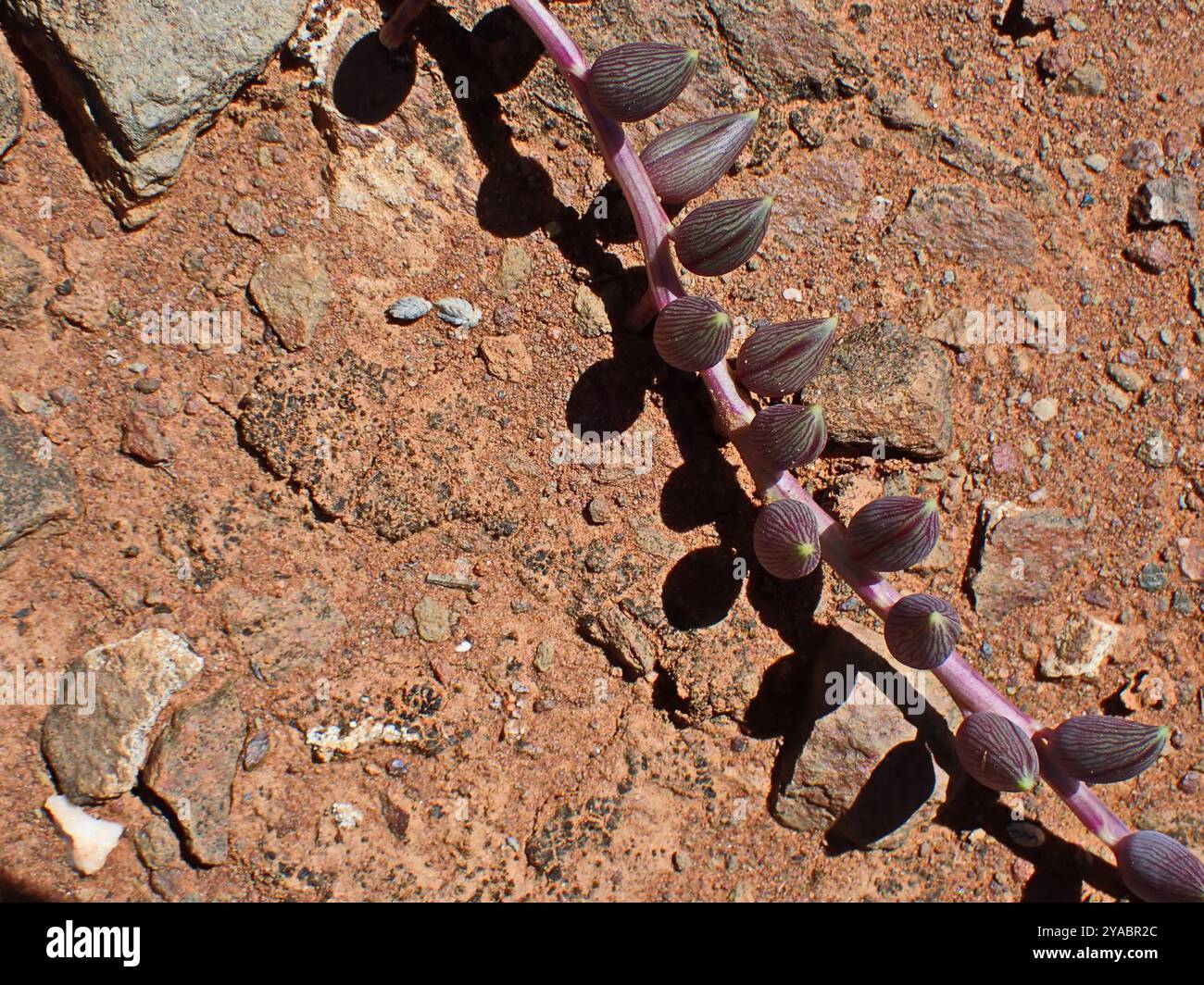 String of Bananas (Curio radicans) Plantae Stock Photo - Alamy