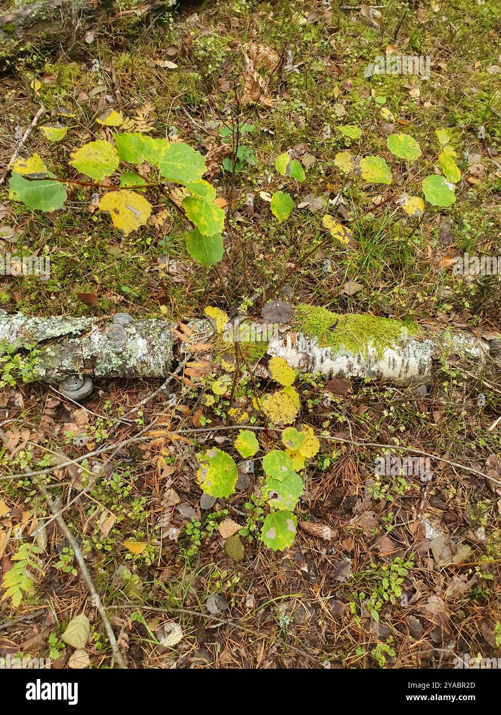 European aspen (Populus tremula) Plantae Stock Photo - Alamy