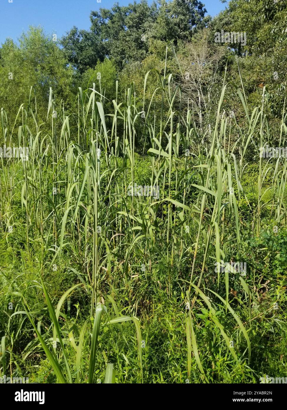 sugarcane plumegrass (Erianthus giganteus) Plantae Stock Photo - Alamy