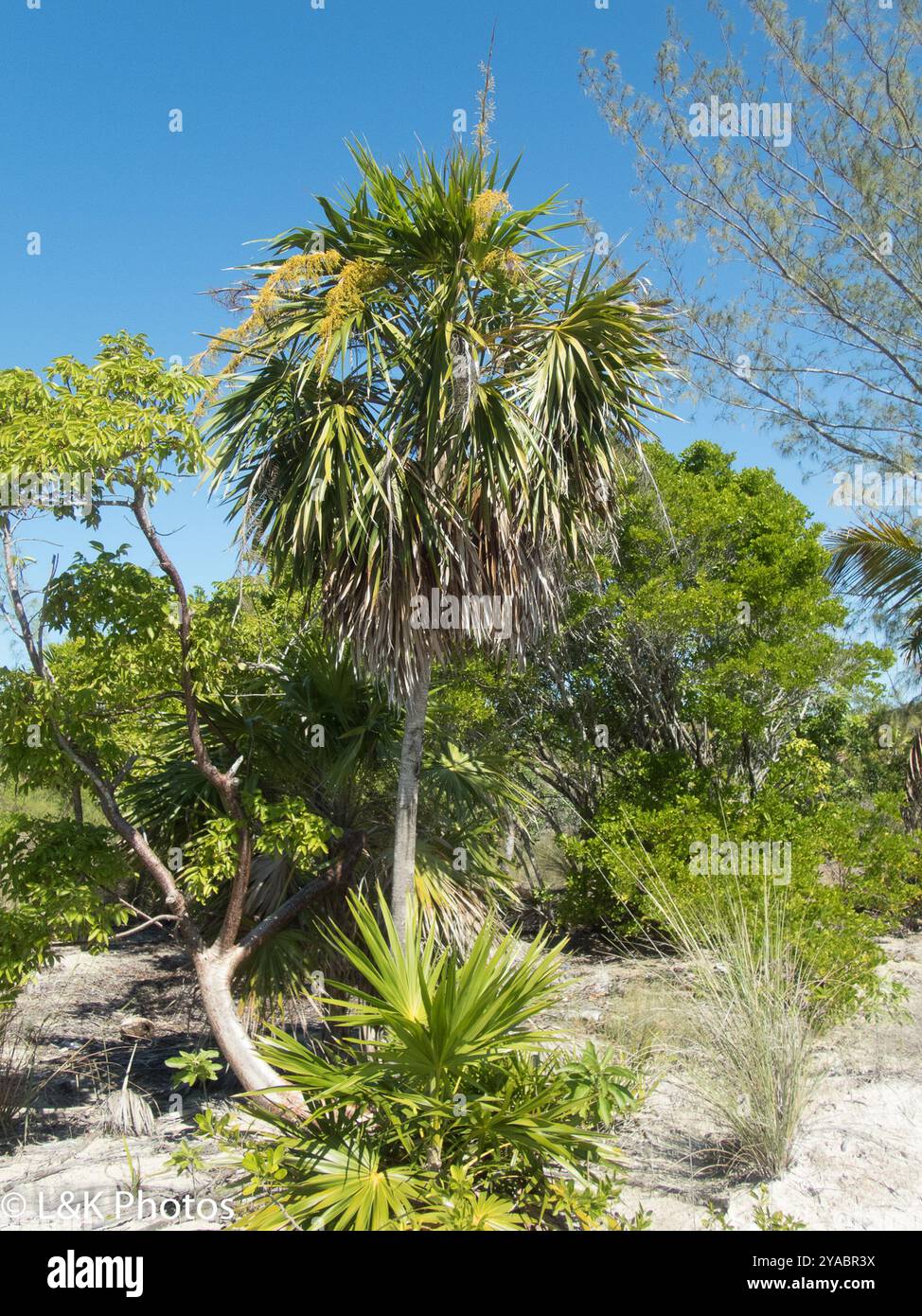 Florida Thatch Palm (Thrinax radiata) Plantae Stock Photo - Alamy