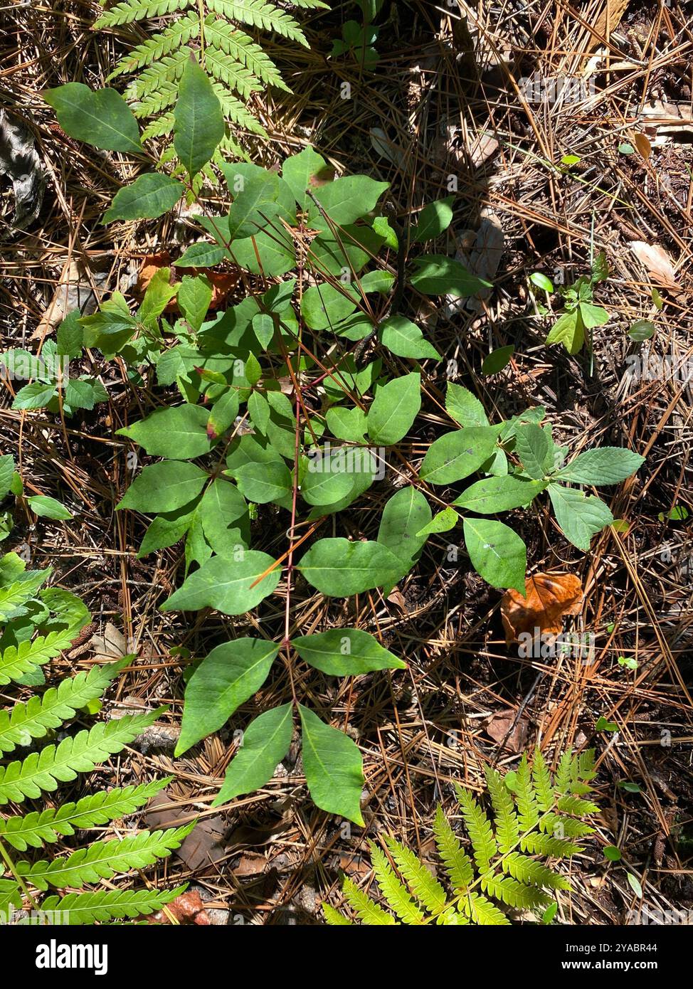 poison sumac (Toxicodendron vernix) Plantae Stock Photo - Alamy