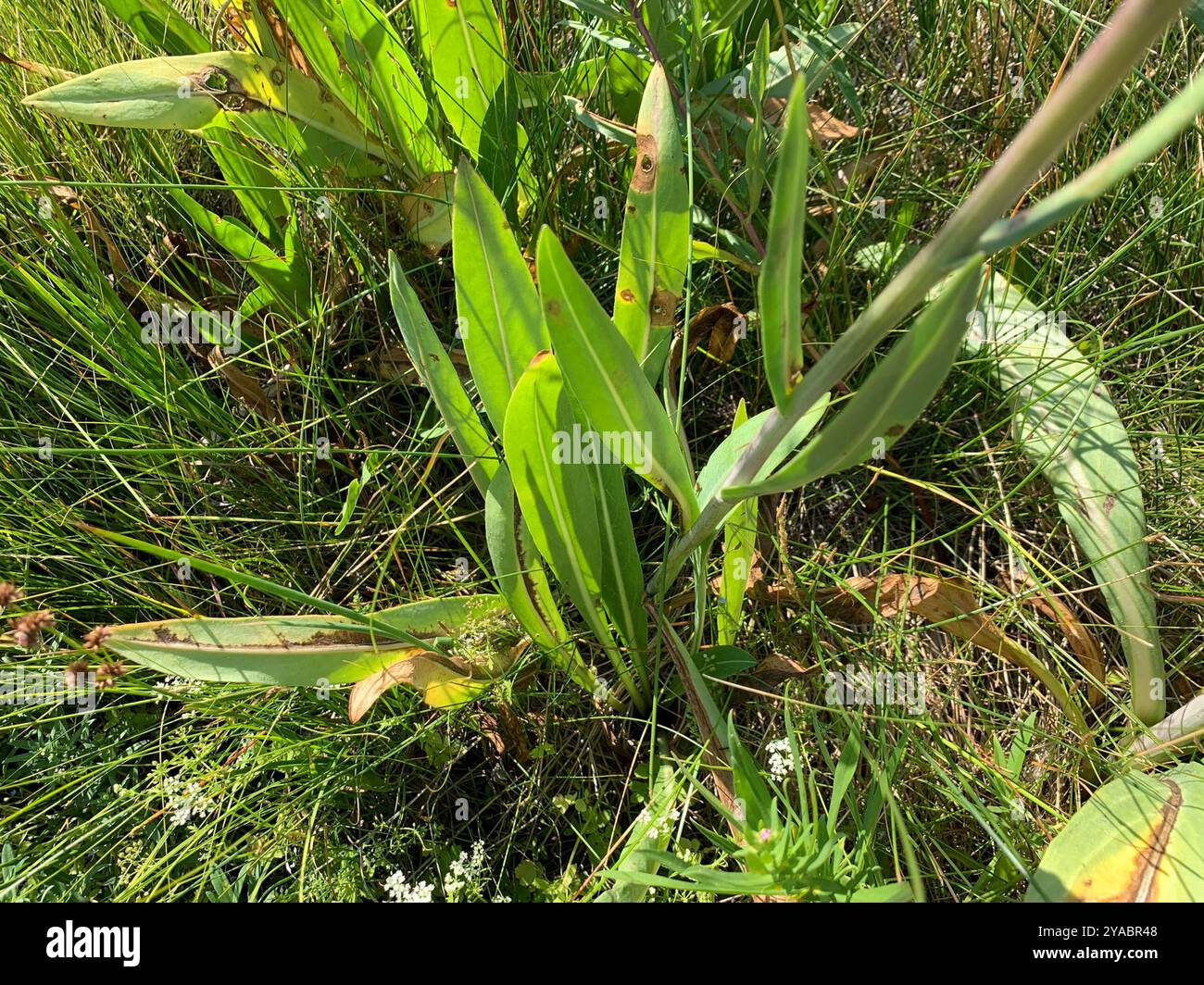 Senecio hydrophilus hi-res stock photography and images - Alamy