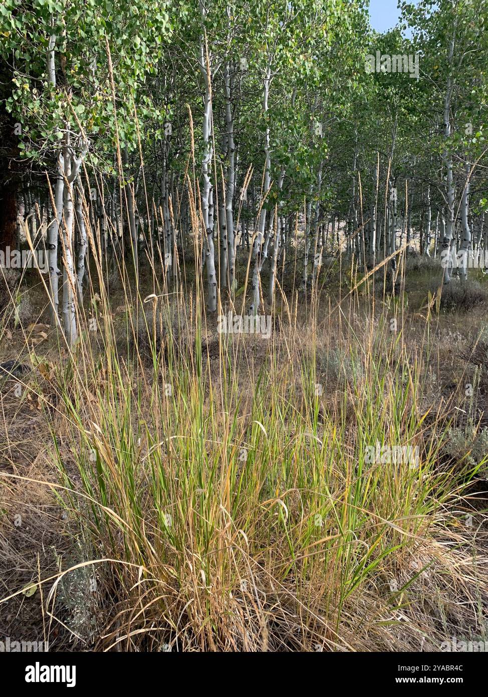 Great Basin Wildrye (Leymus cinereus) Plantae Stock Photo - Alamy