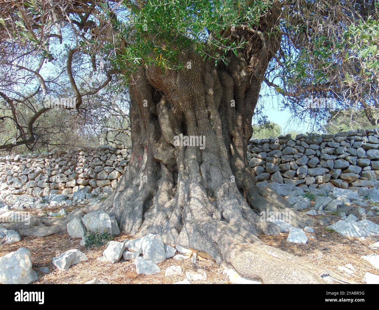 Olive tree (Olea europaea europaea) Plantae Stock Photo - Alamy