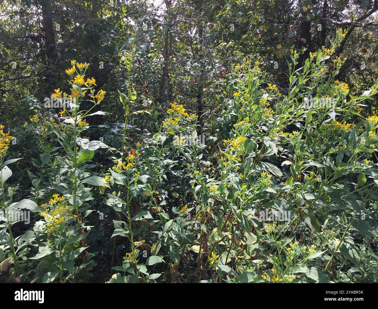 Yellow Crownbeard (Verbesina occidentalis) Plantae Stock Photo - Alamy