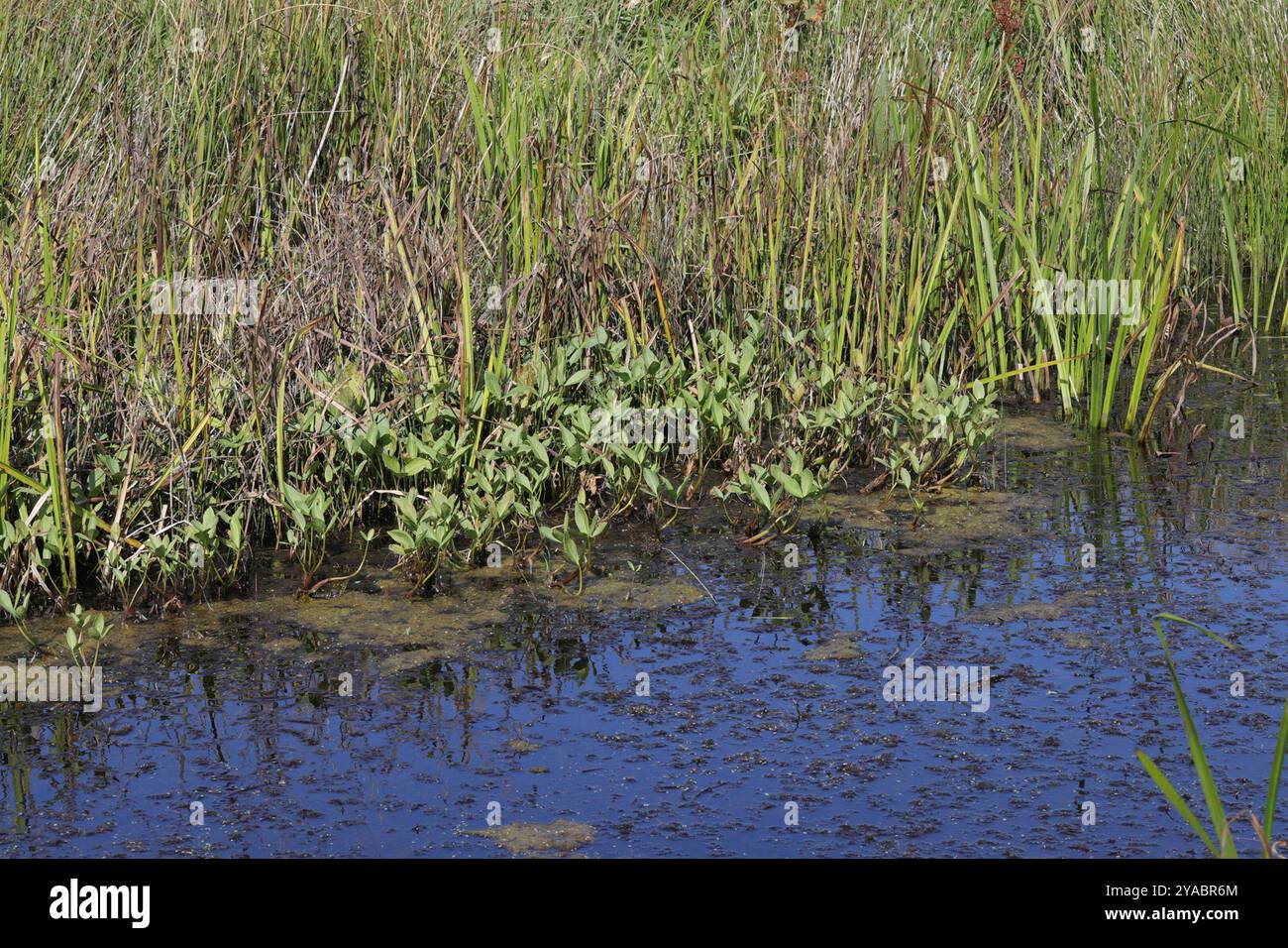Bogbean (Menyanthes trifoliata) Plantae Stock Photo - Alamy