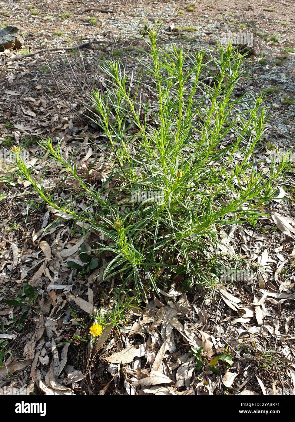 sticky everlasting (Xerochrysum viscosum) Plantae Stock Photo - Alamy