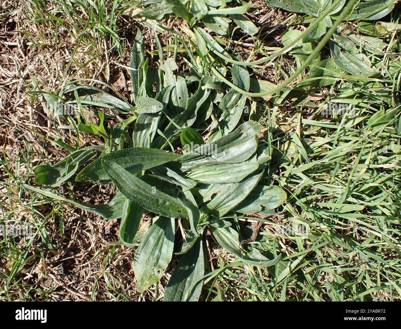 ribwort plantain (Plantago lanceolata) Plantae Stock Photo - Alamy
