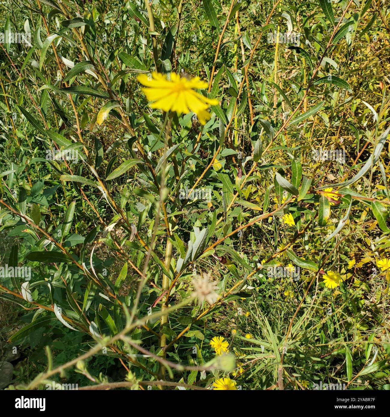 Common Madia (Madia elegans) Plantae Stock Photo - Alamy