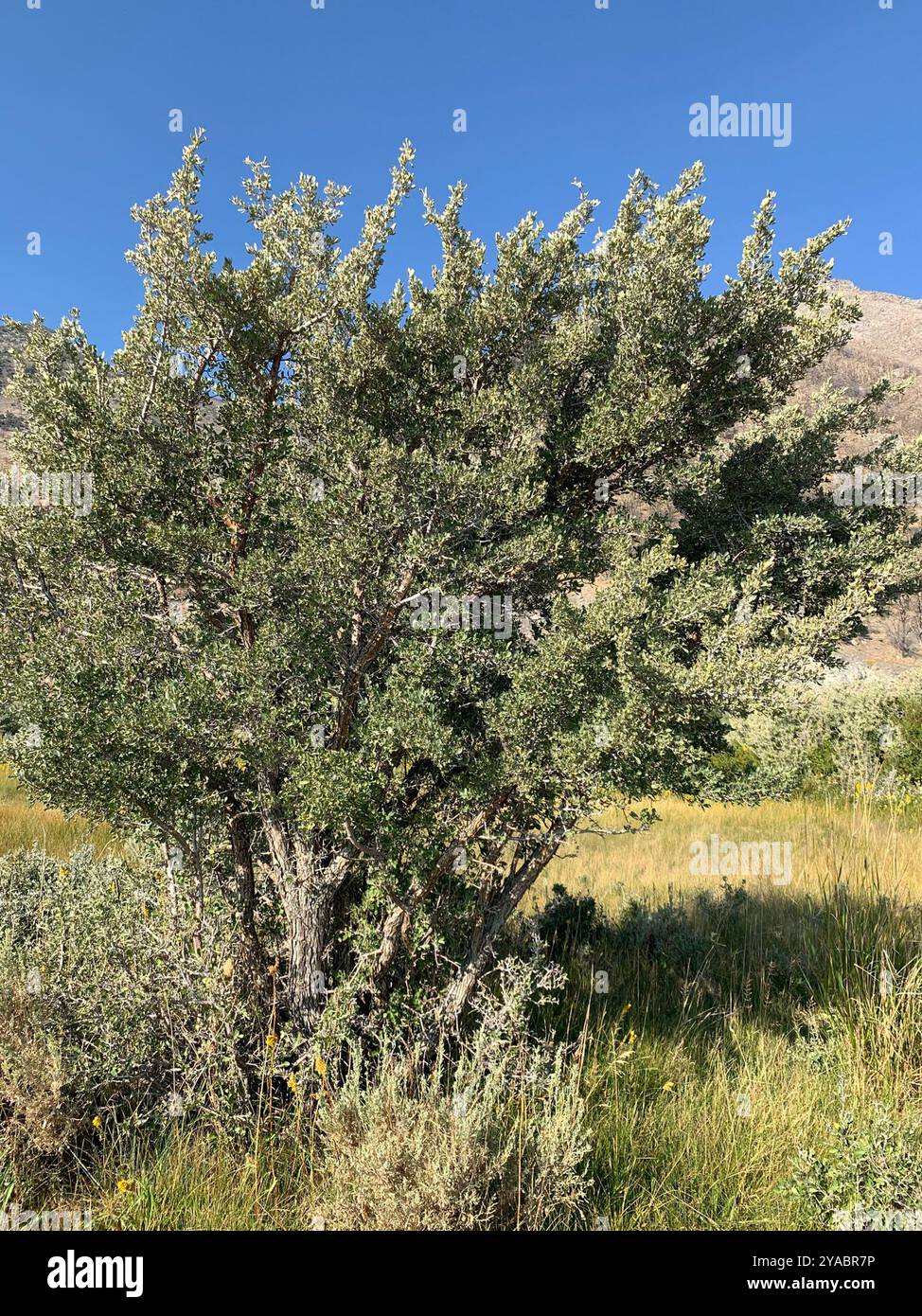 silver buffaloberry (Shepherdia argentea) Plantae Stock Photo - Alamy
