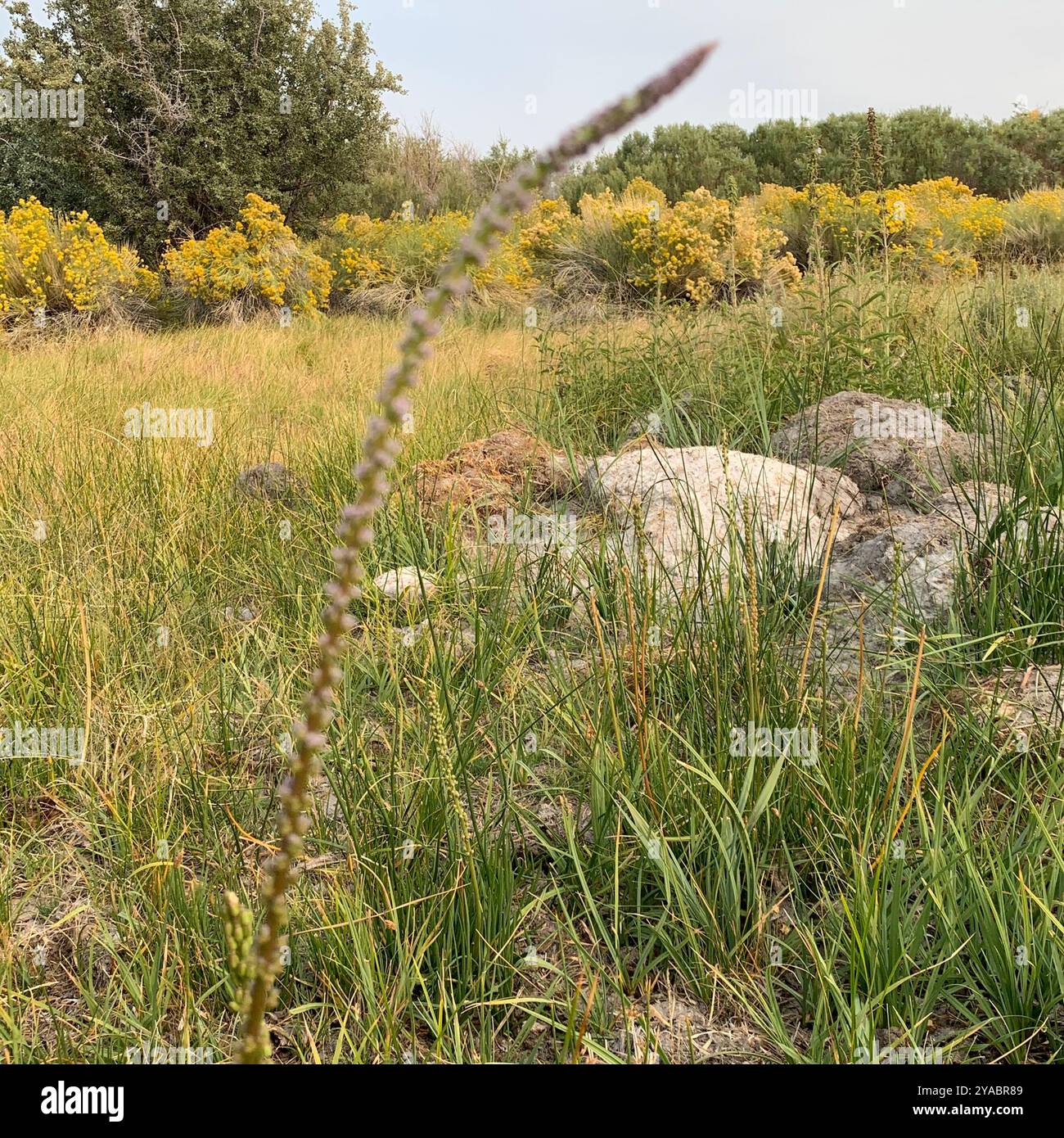 common arrowgrass (Triglochin maritima) Plantae Stock Photo - Alamy