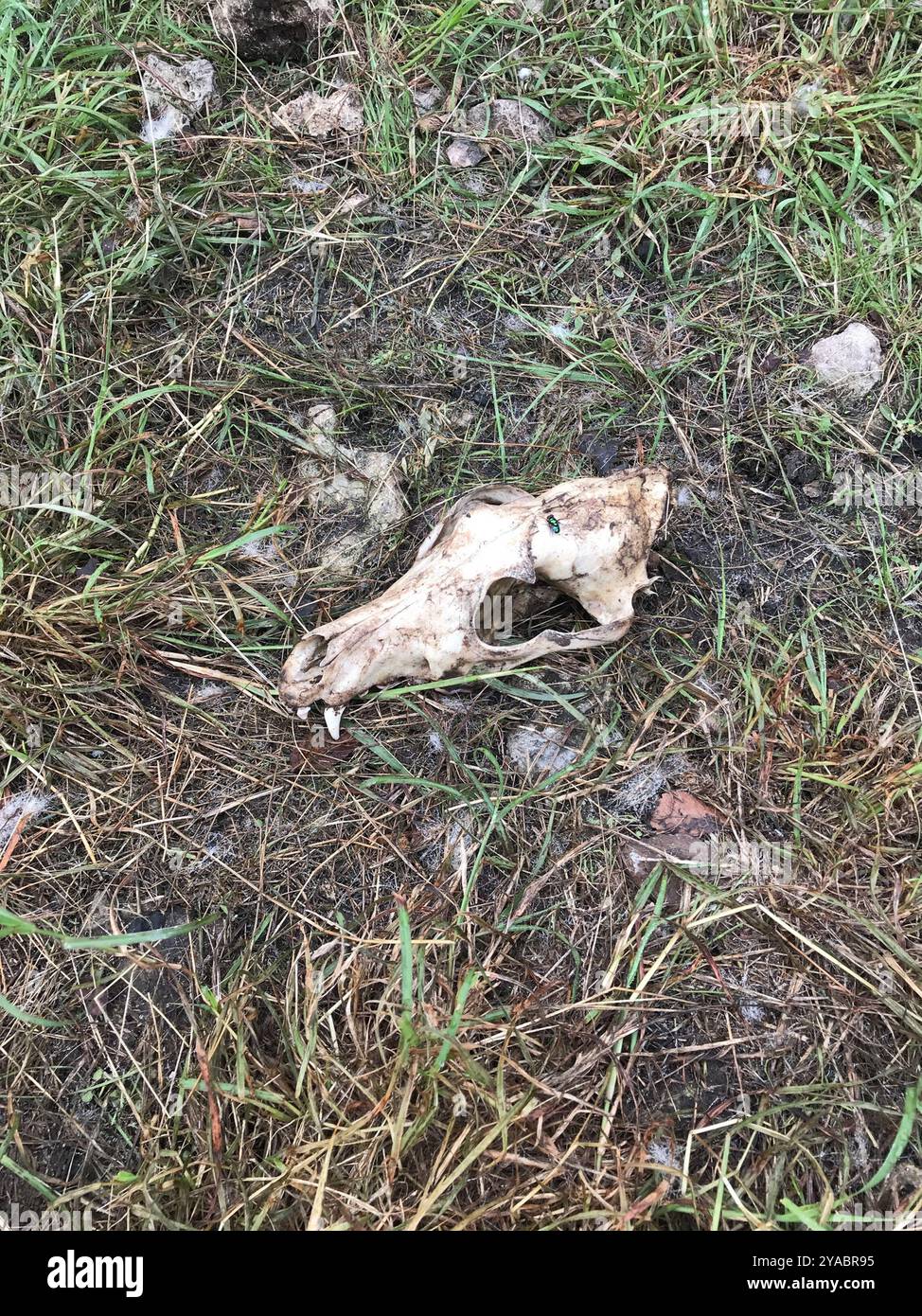 Coyote (Canis latrans) Mammalia Stock Photo - Alamy