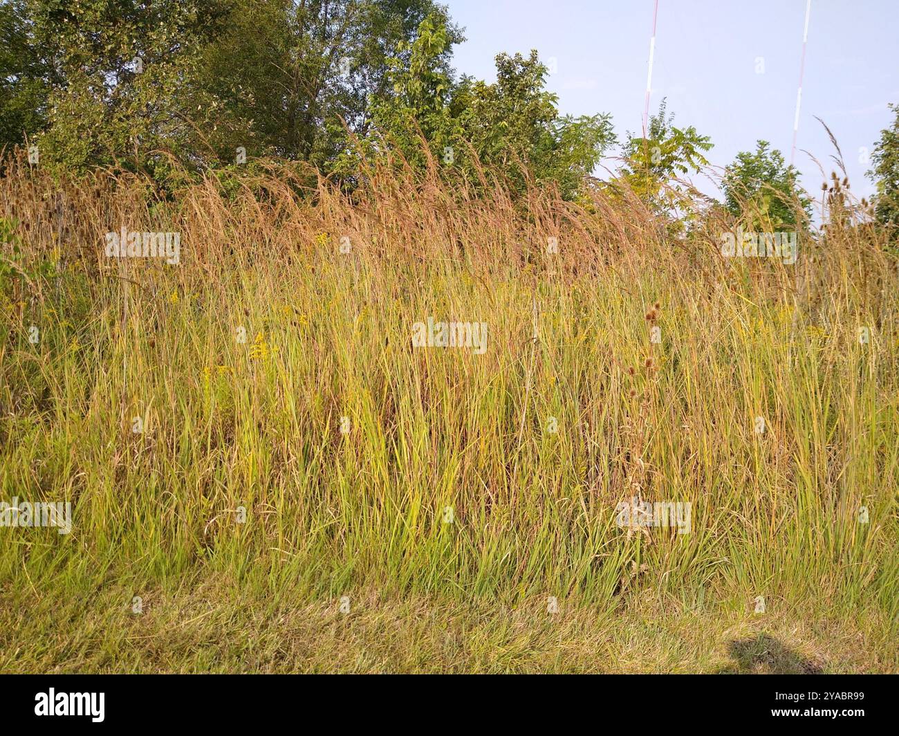 grasses (Poaceae) Plantae Stock Photo - Alamy