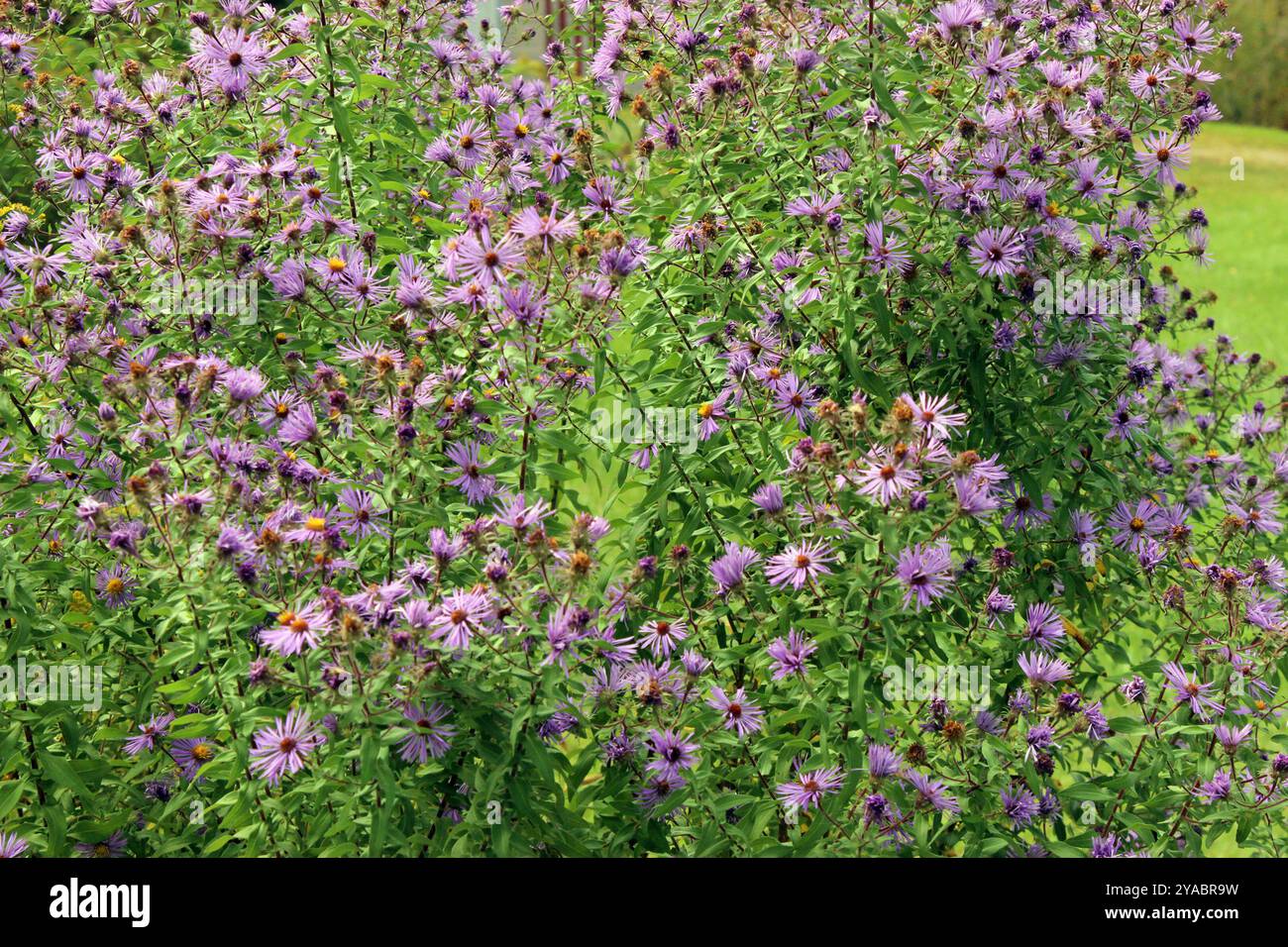 New England aster (Symphyotrichum novae-angliae) Plantae Stock Photo ...