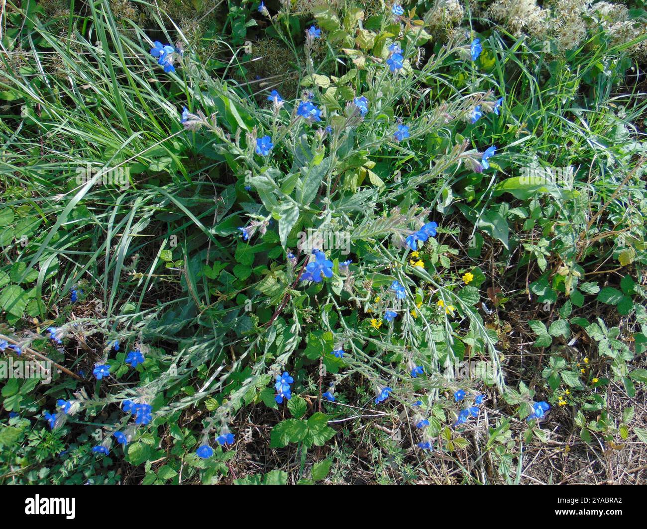 Italian Bugloss (Anchusa azurea) Plantae Stock Photo - Alamy