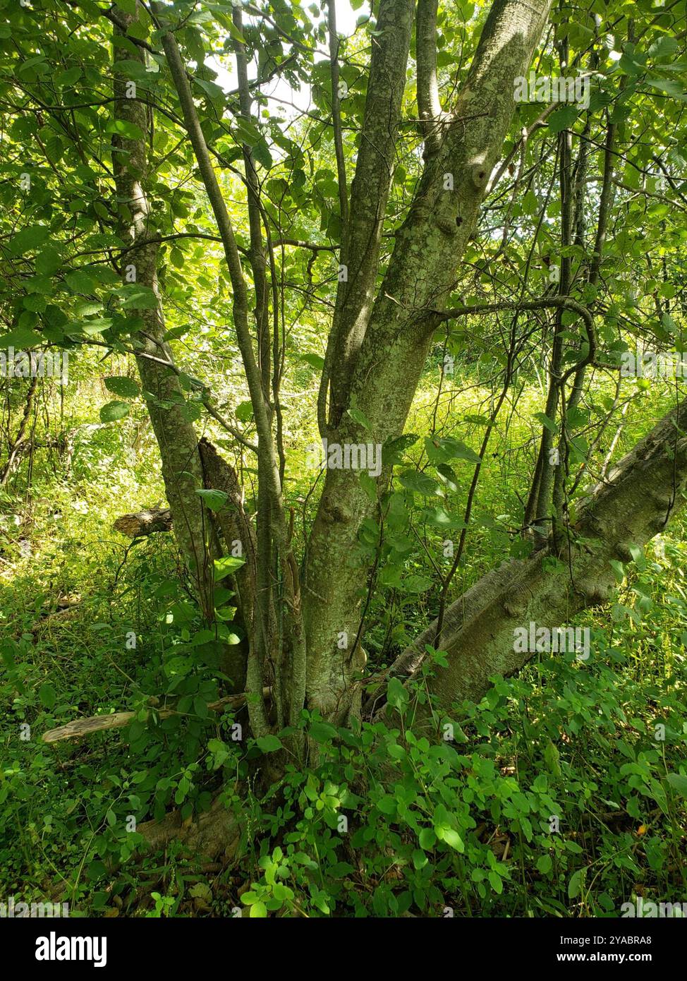 birch family (Betulaceae) Plantae Stock Photo - Alamy