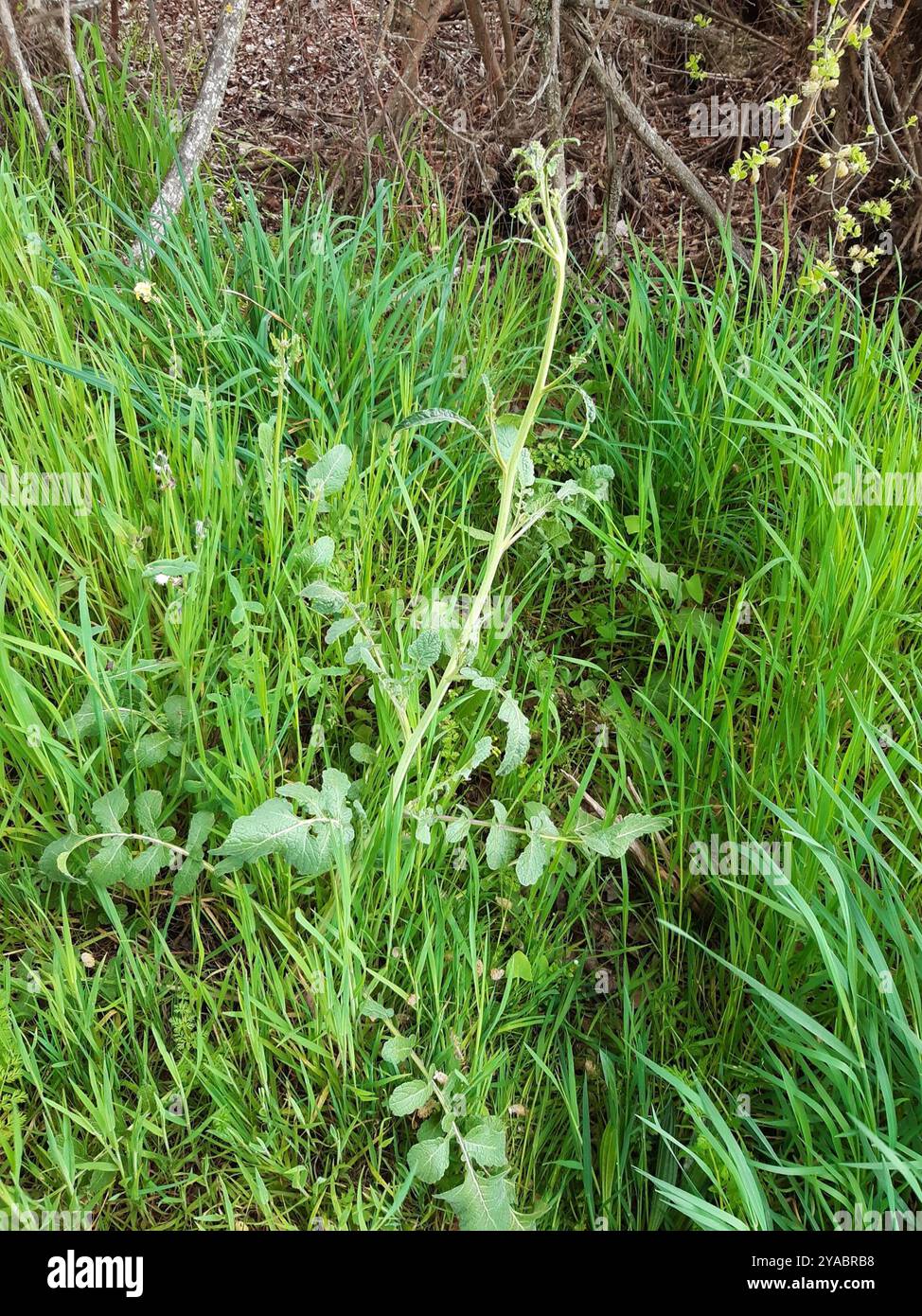 Cabbage Aphid (Brevicoryne brassicae) Insecta Stock Photo - Alamy