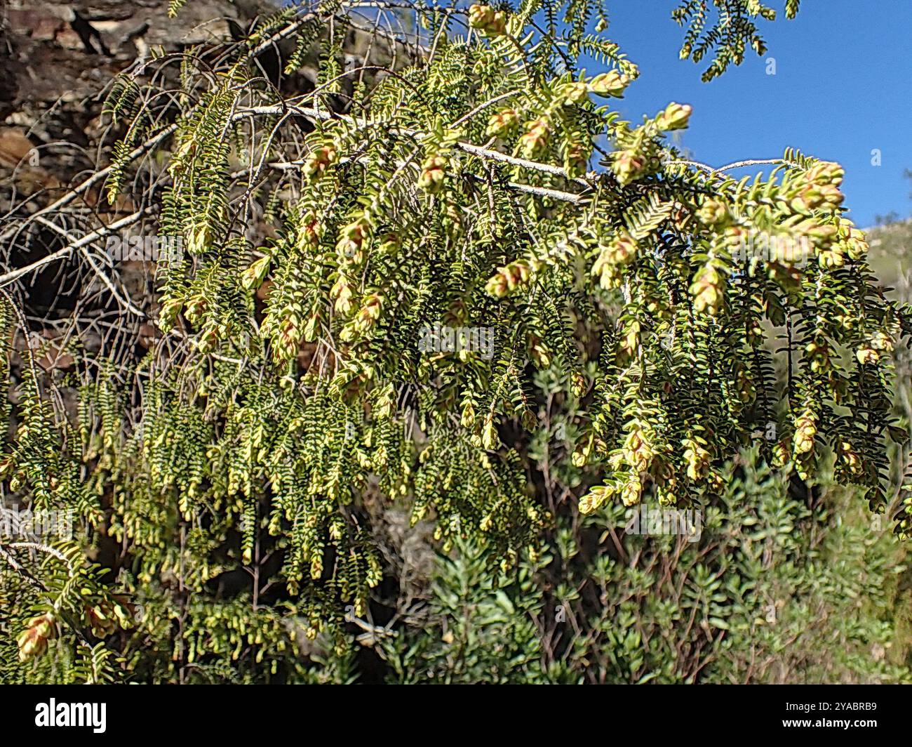 Weeping Gonna (Passerina falcifolia) Plantae Stock Photo - Alamy