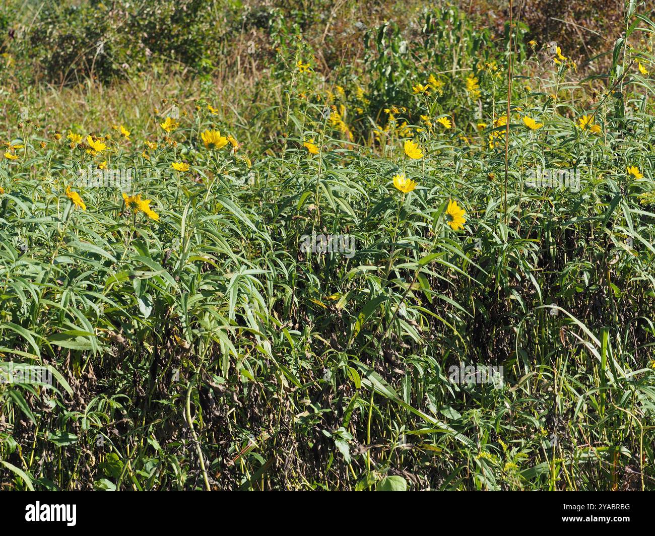 giant sunflower (Helianthus giganteus) Plantae Stock Photo - Alamy