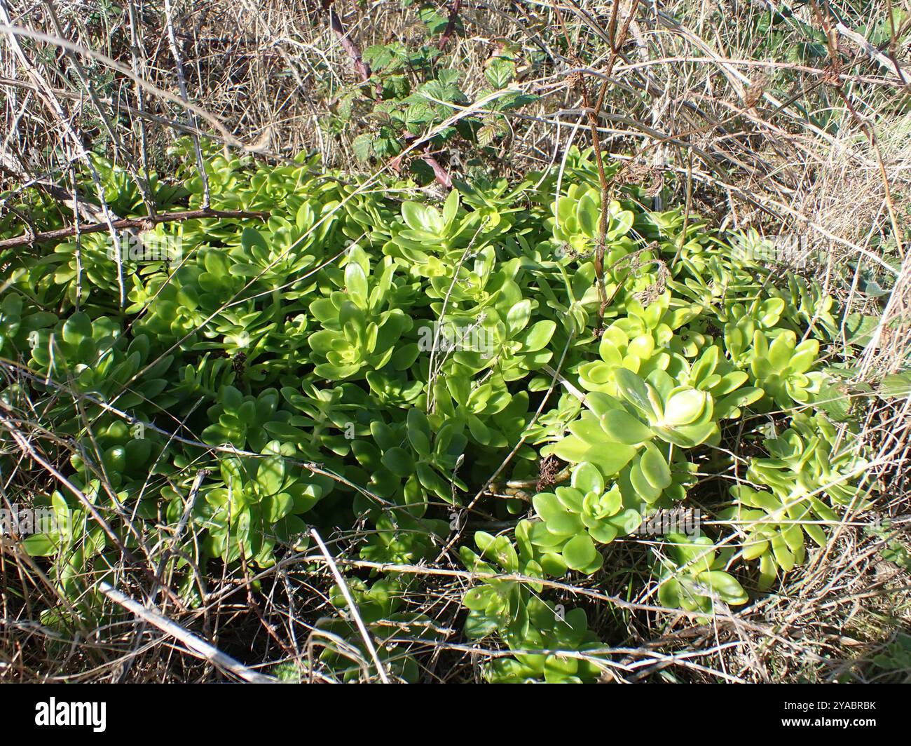 Lesser Mexican-stonecrop (Sedum confusum) Plantae Stock Photo - Alamy